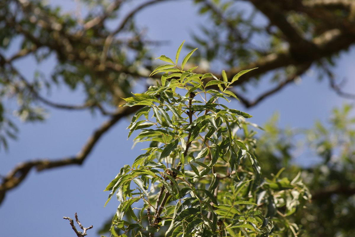 The Magic of Ash – Wild Fen